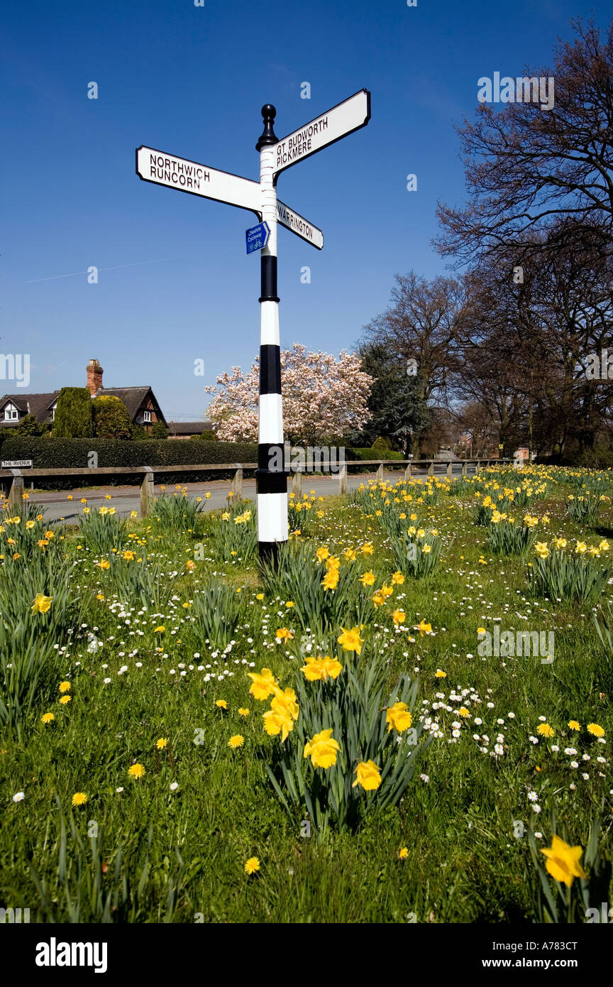 UK Cheshire Vale Royal Northwich Comberbach daffodils around signpost ...