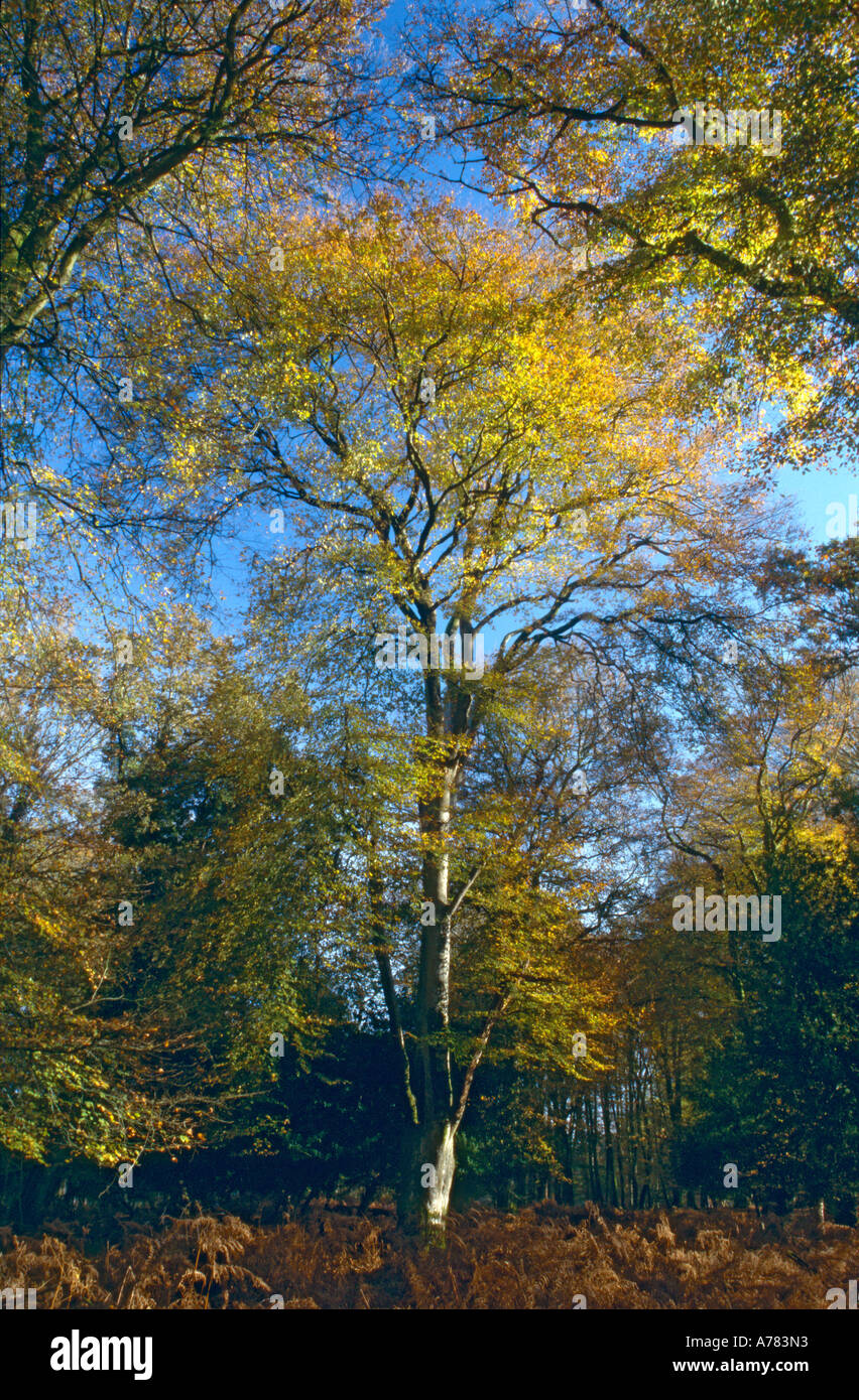 Mark Ash Wood Stock Photos & Mark Ash Wood Stock Images - Alamy