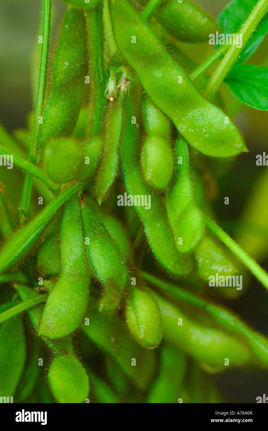 Soya bean plant hi-res stock photography and images - Alamy