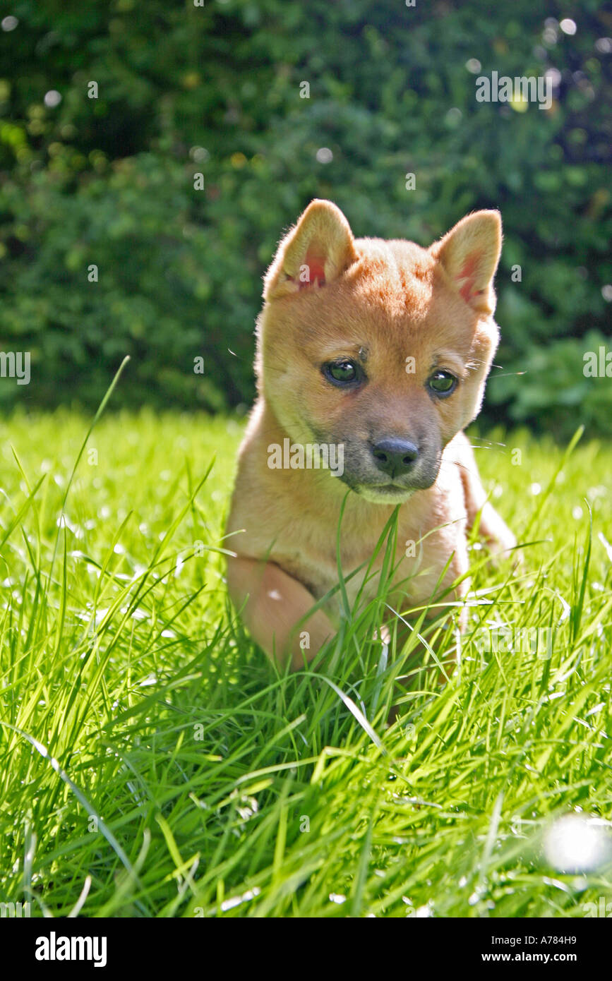 SHIBA INU WALKING IN THE GRASS Stock Photo - Alamy