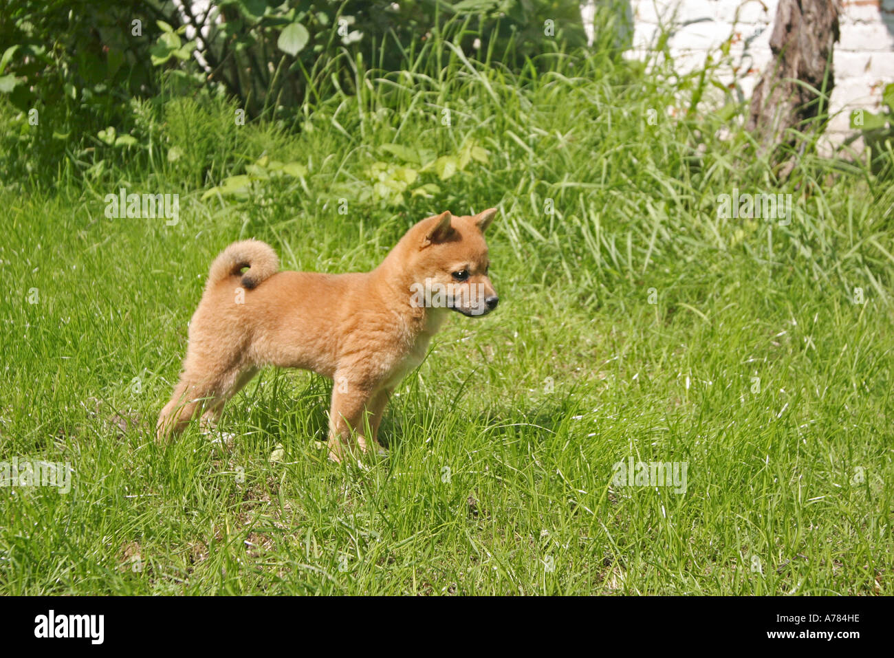 SHIBA INU STANDING IN THE GRASS Stock Photo - Alamy