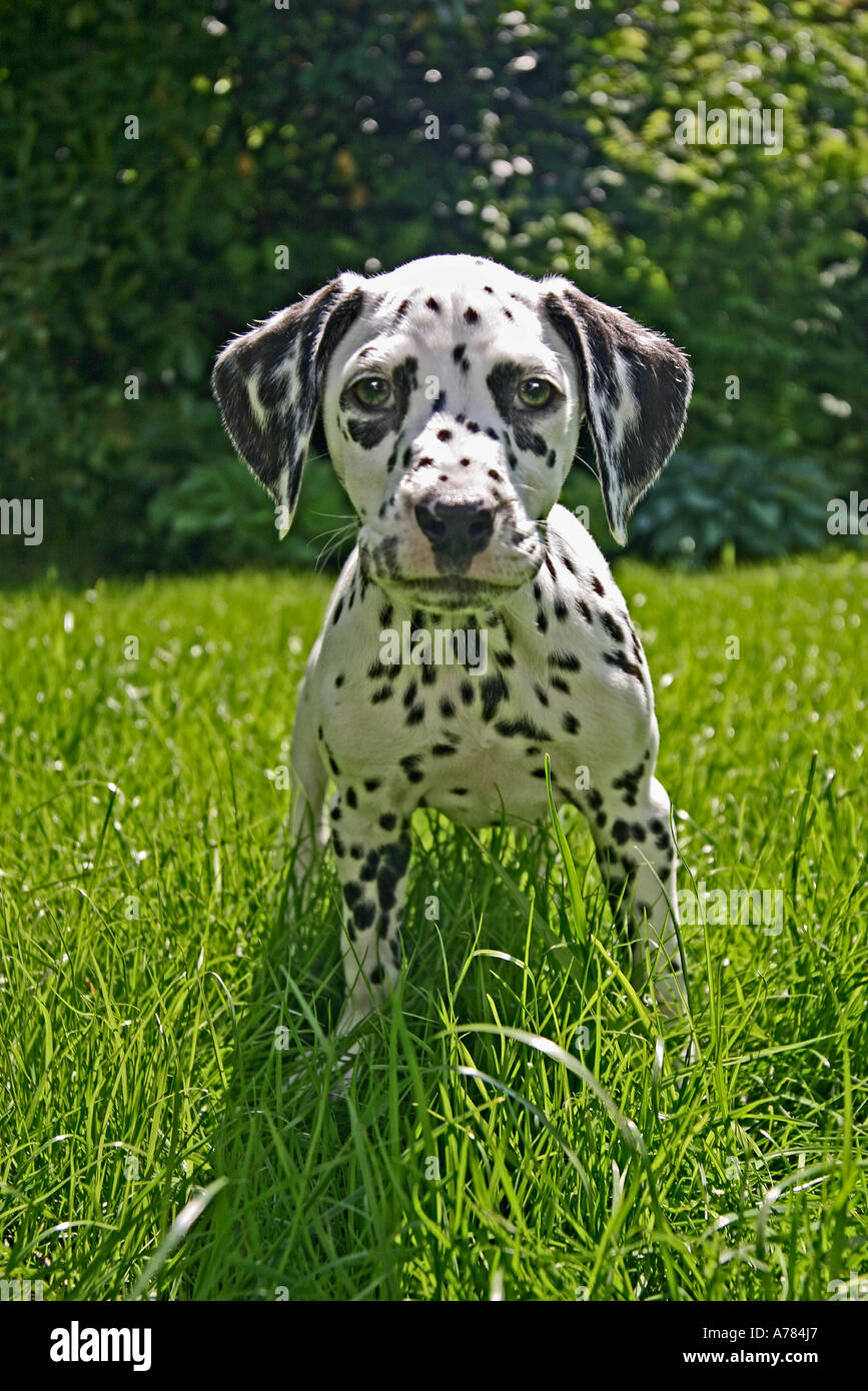 Dalmation puppies hi-res stock photography and images - Alamy