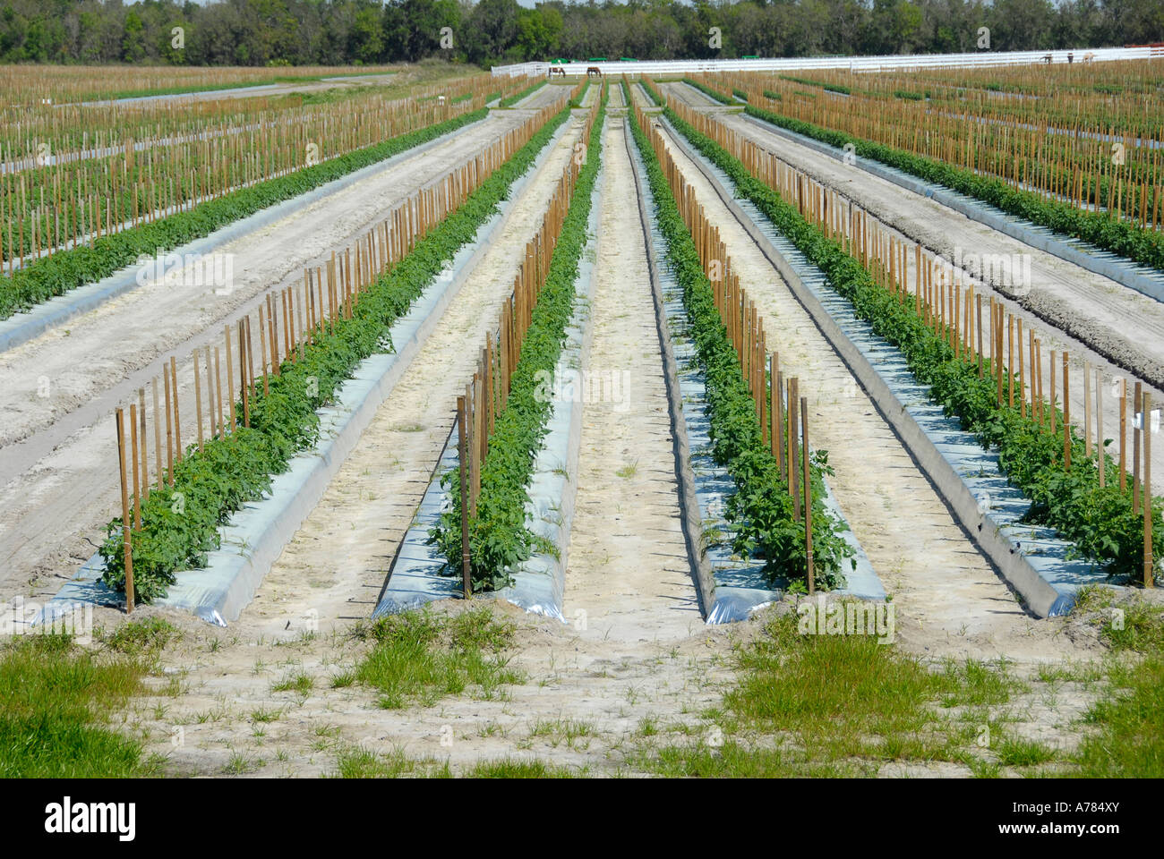 Field of tomato plants hi-res stock photography and images - Alamy