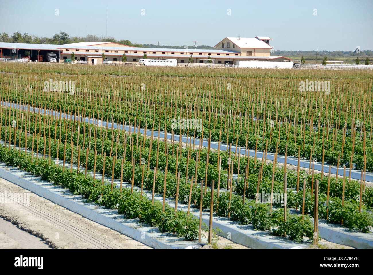 Tomato Plants in Florida Field FL FLA US United States Stock Photo - Alamy