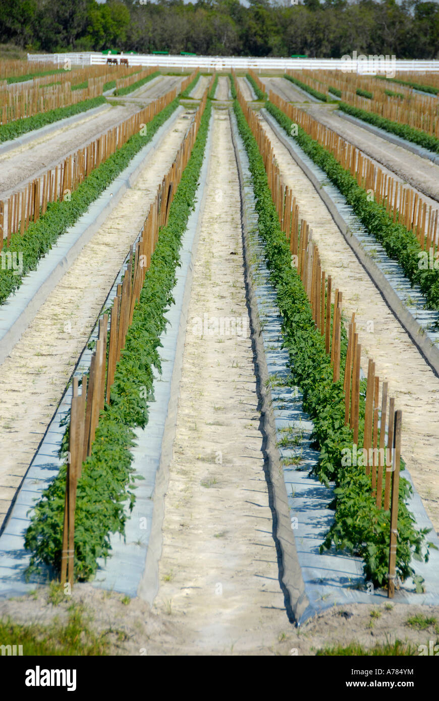 Tomato Plants in Florida Field FL FLA US United States Stock Photo - Alamy