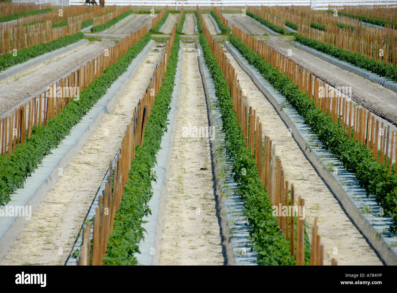 Field of tomato plants hi-res stock photography and images - Alamy