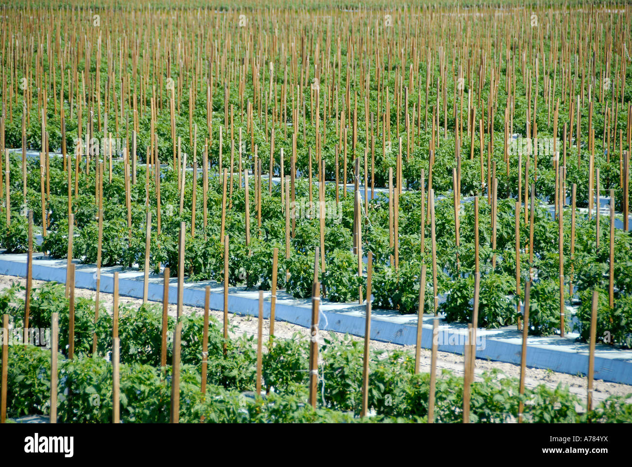Field of tomato plants hi-res stock photography and images - Alamy