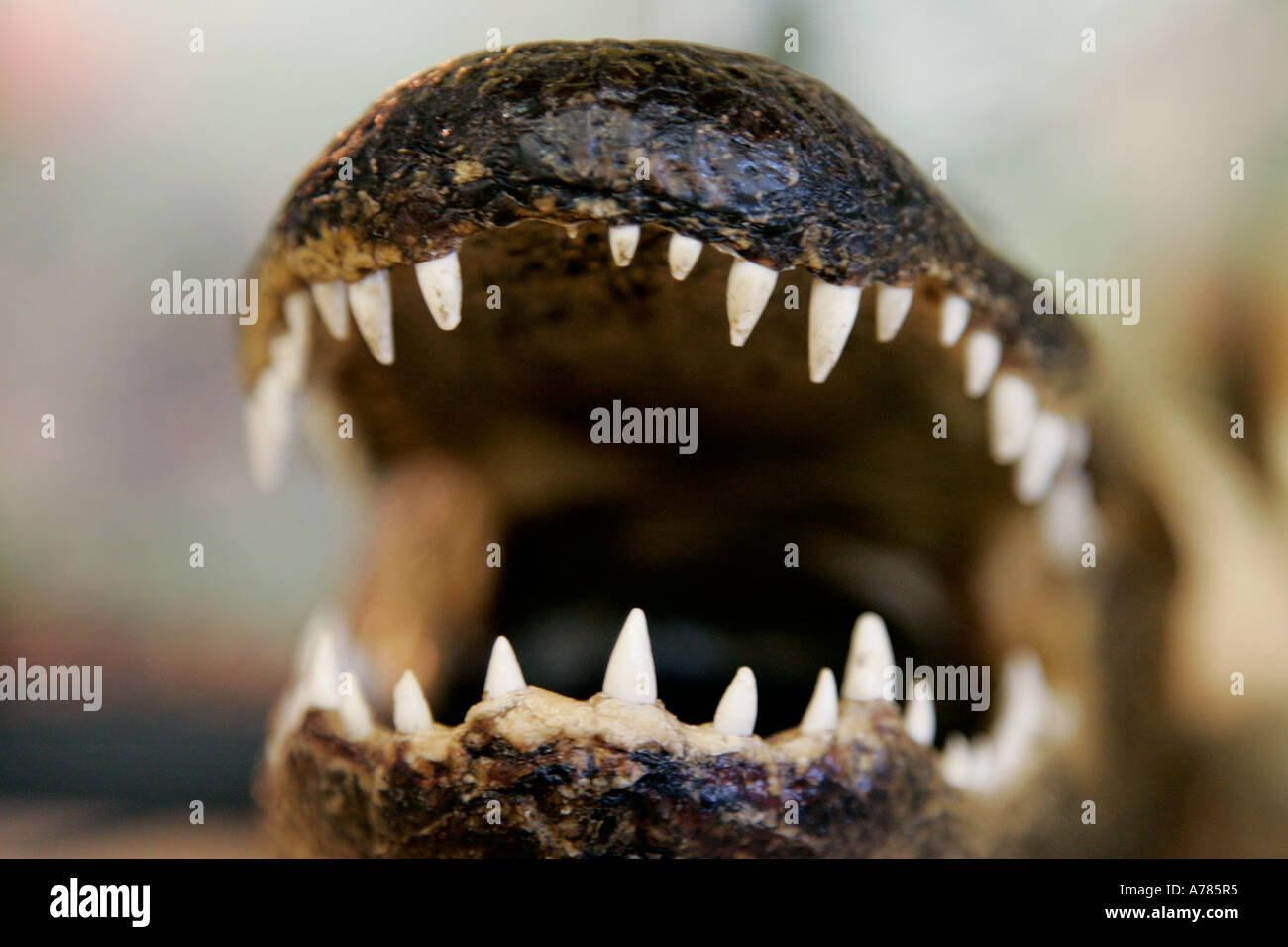 alligator Mississippians tooth teeth swimming surface Anhinga trail ...