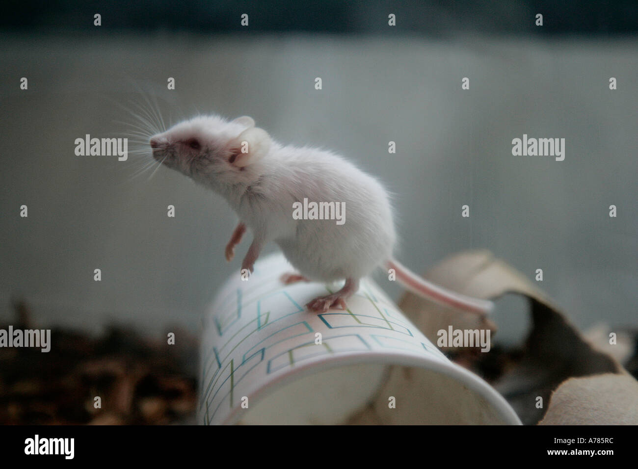 Naughtier hi-res stock photography and images - Alamy