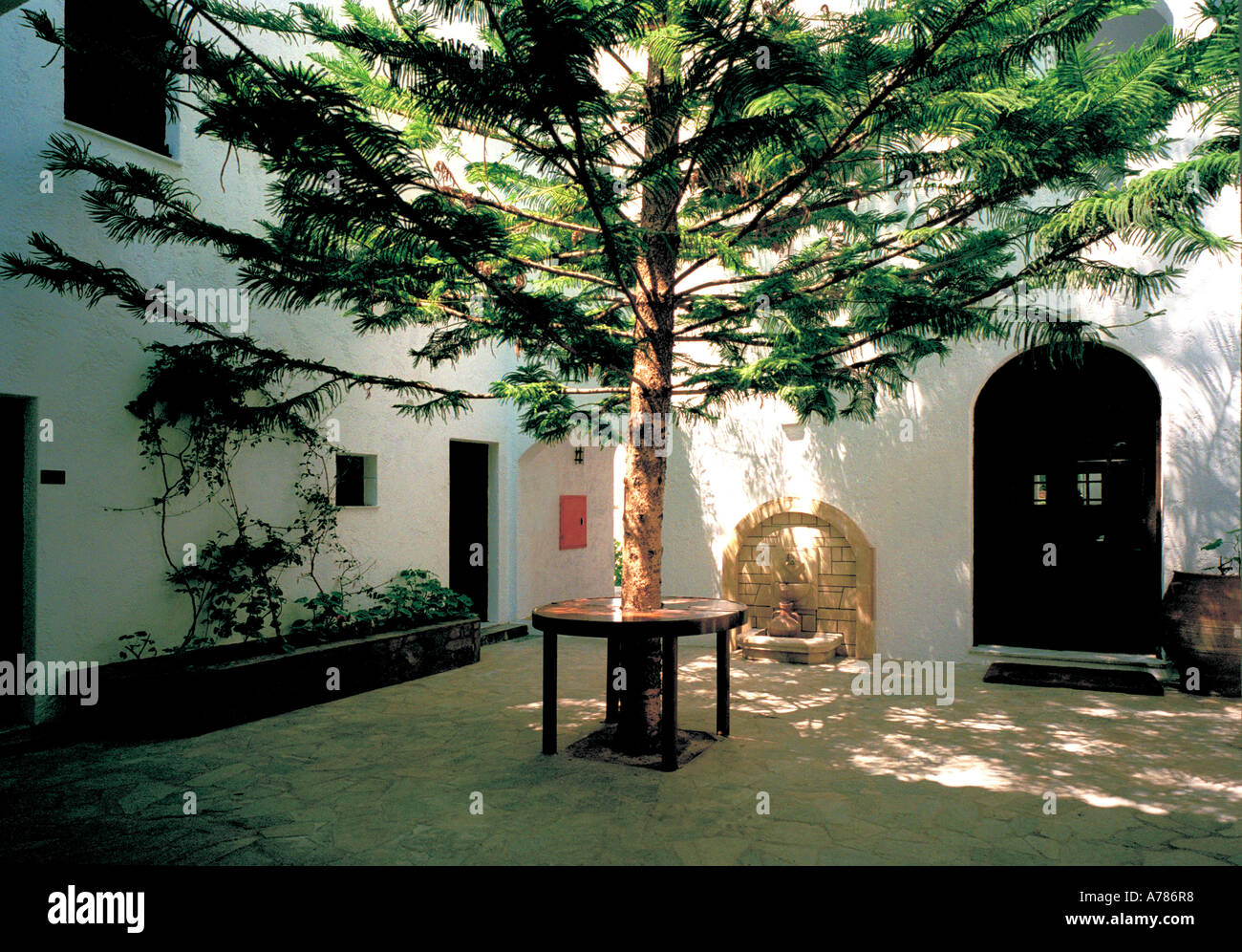 Tree growing in a courtyard hi-res stock photography and images - Alamy