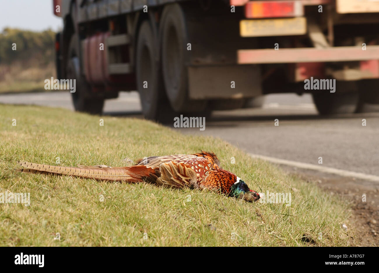 Roadkilled pheasant on the A39 near Camelford Cornwall UK Stock Photo ...