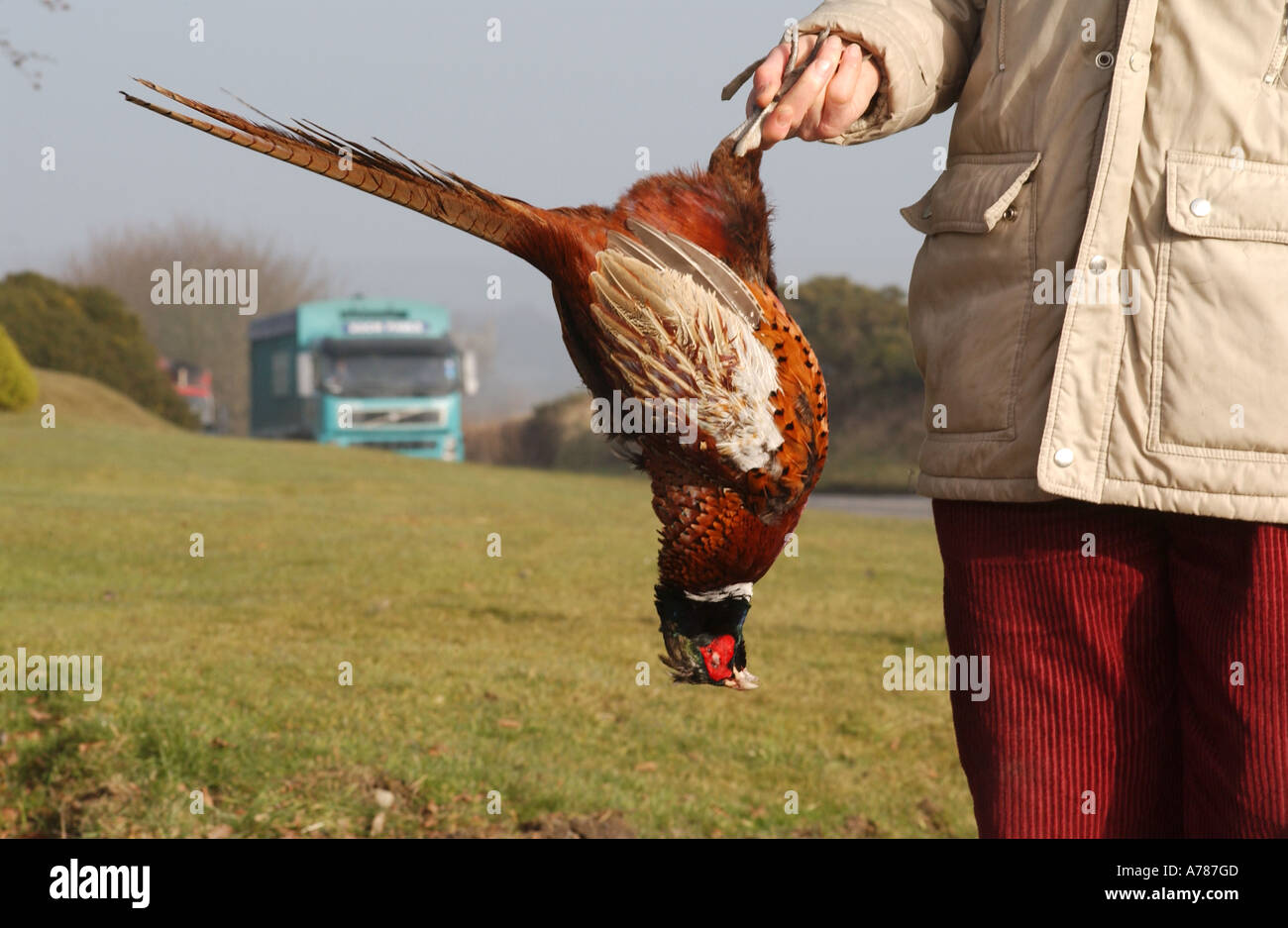 Roadkilled pheasant on A39 near Camelford Cornwall UK Stock Photo - Alamy