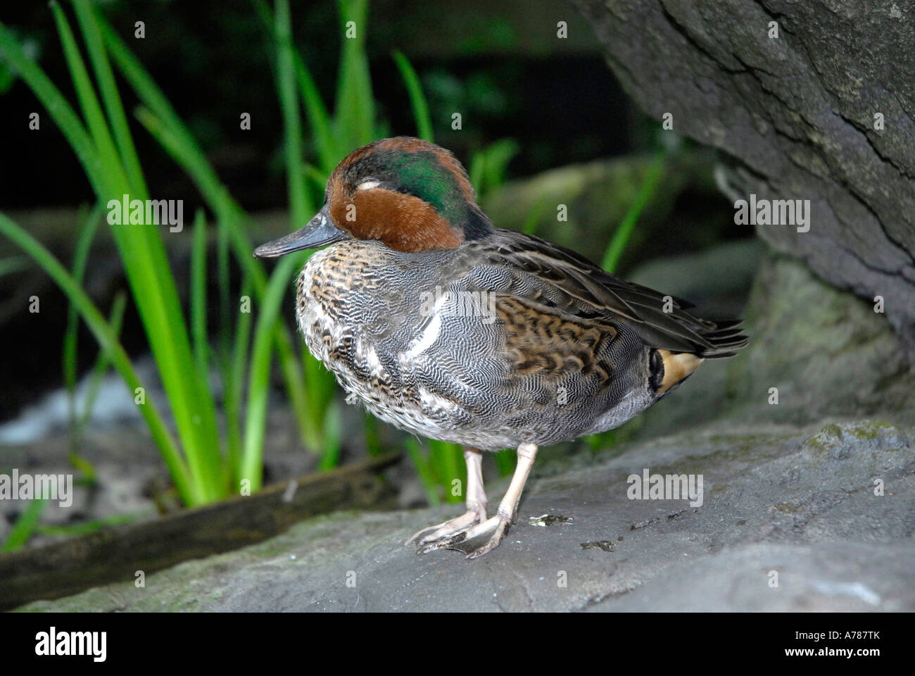 Ducks on display at the Florida Aquarium in Tampa Florida FL Stock ...