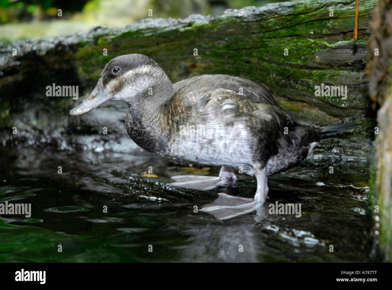 Ducks on display at the Florida Aquarium in Tampa Florida FL Stock ...