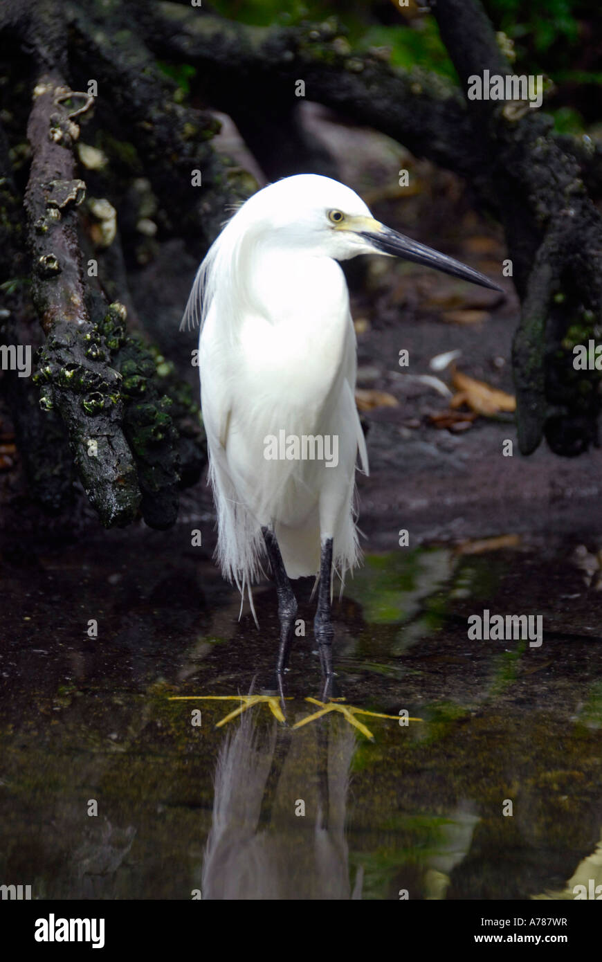 Snowy White Egret or Snowy Heron on display at the Florida Aquarium in ...