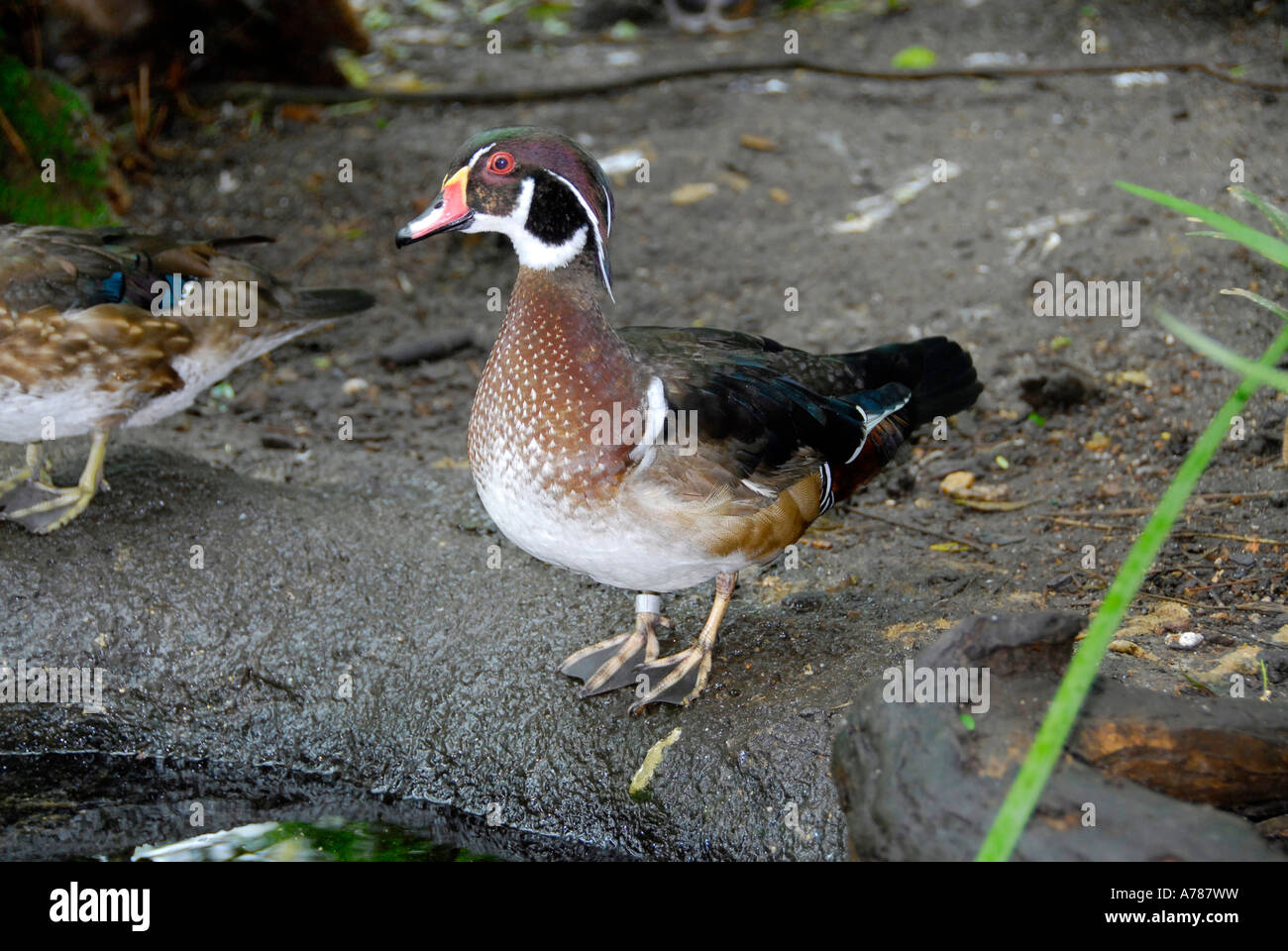 Male and female North American Wood Duck on display at the Florida ...