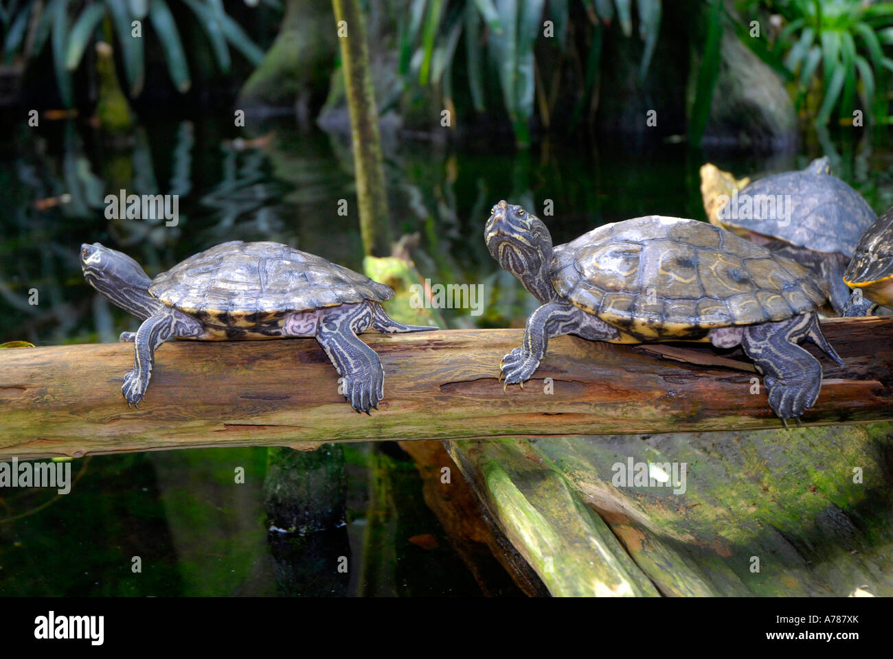 Turtles on display at the Florida Aquarium in Tampa Florida FL Stock ...