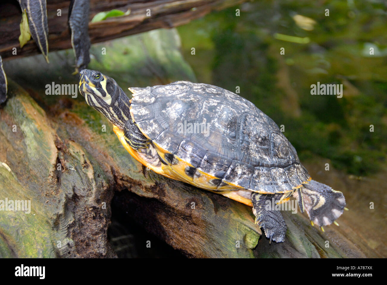 Central Florida Turtles