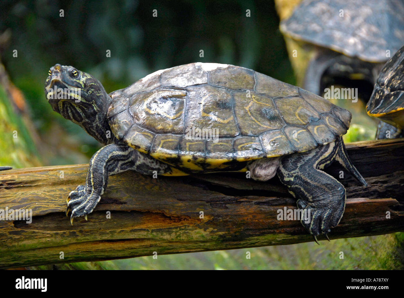 Turtles on display at the Florida Aquarium in Tampa Florida FL Stock ...