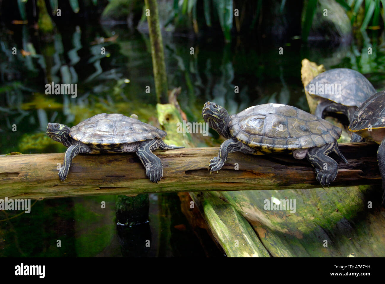 Turtles on display at the Florida Aquarium in Tampa Florida FL Stock ...