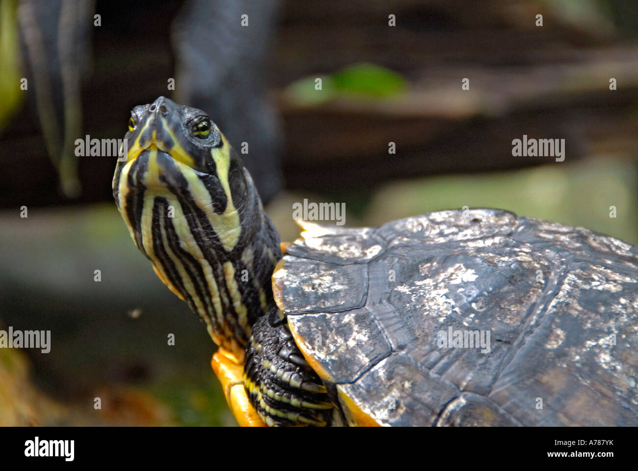Turtles on display at the Florida Aquarium in Tampa Florida FL Stock ...