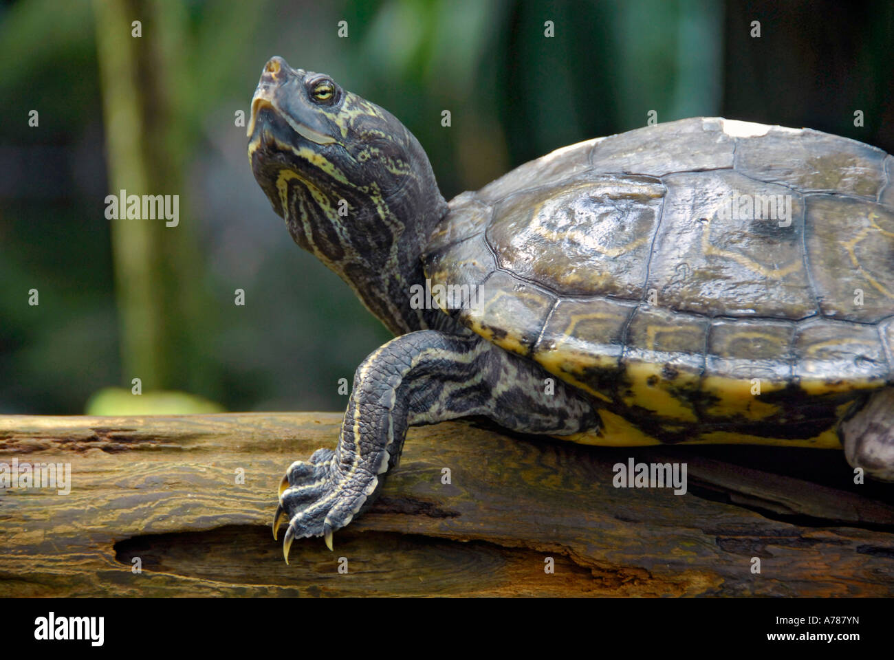Turtles on display at the Florida Aquarium in Tampa Florida FL Stock ...