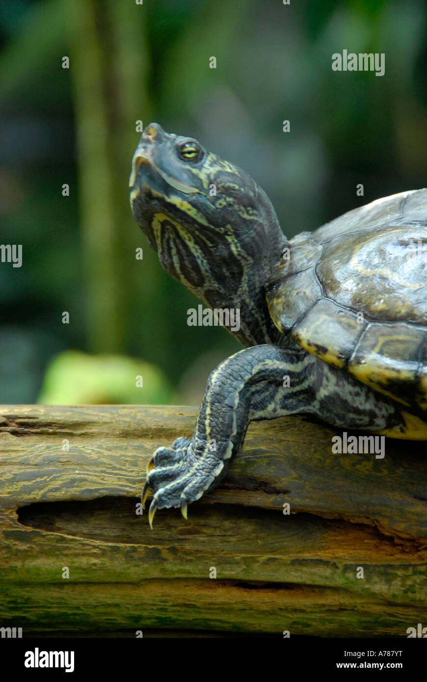 Turtles on display at the Florida Aquarium in Tampa Florida FL Stock ...