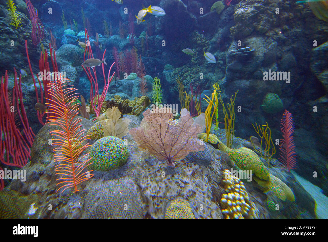 Living Coral and thousands of species of tropical fish Stock Photo - Alamy
