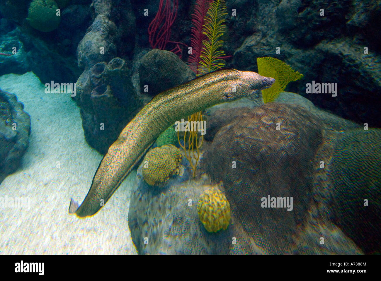 Living Coral and thousands of species of tropical fish Stock Photo - Alamy