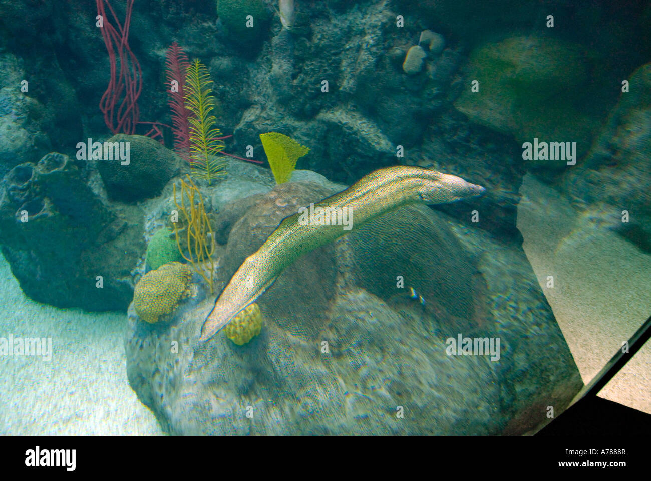 Living Coral and thousands of species of tropical fish Stock Photo - Alamy