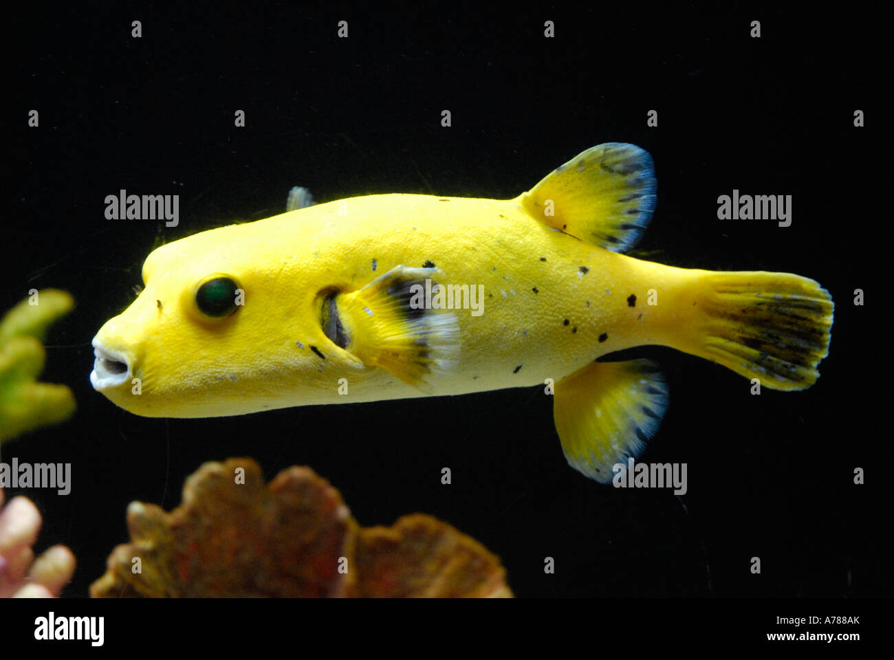 Thousands of species of tropical fish and other aquatic animals are on ...