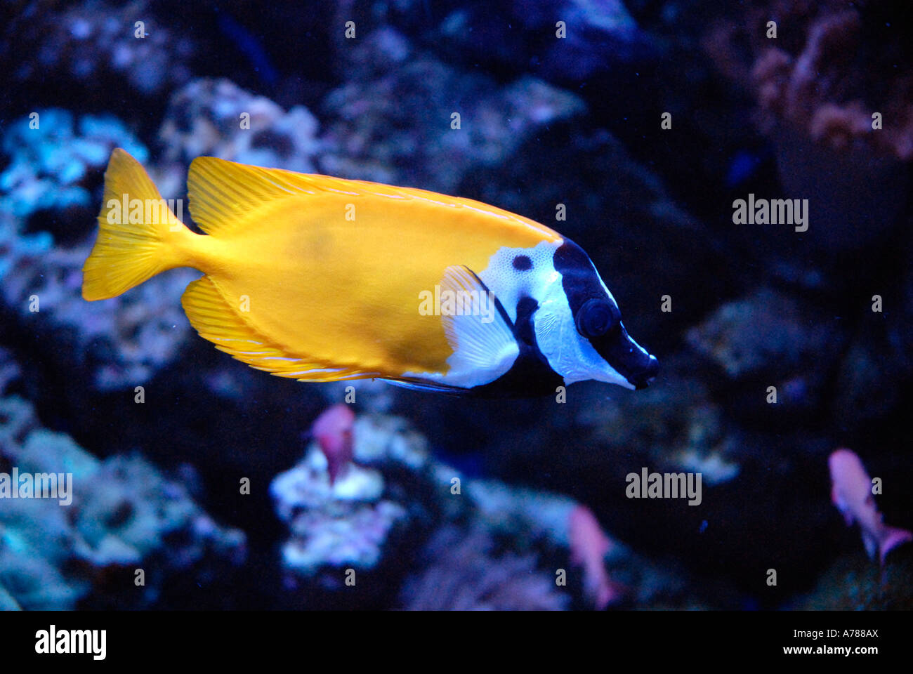 Thousands of species of tropical fish and other aquatic animals are on ...