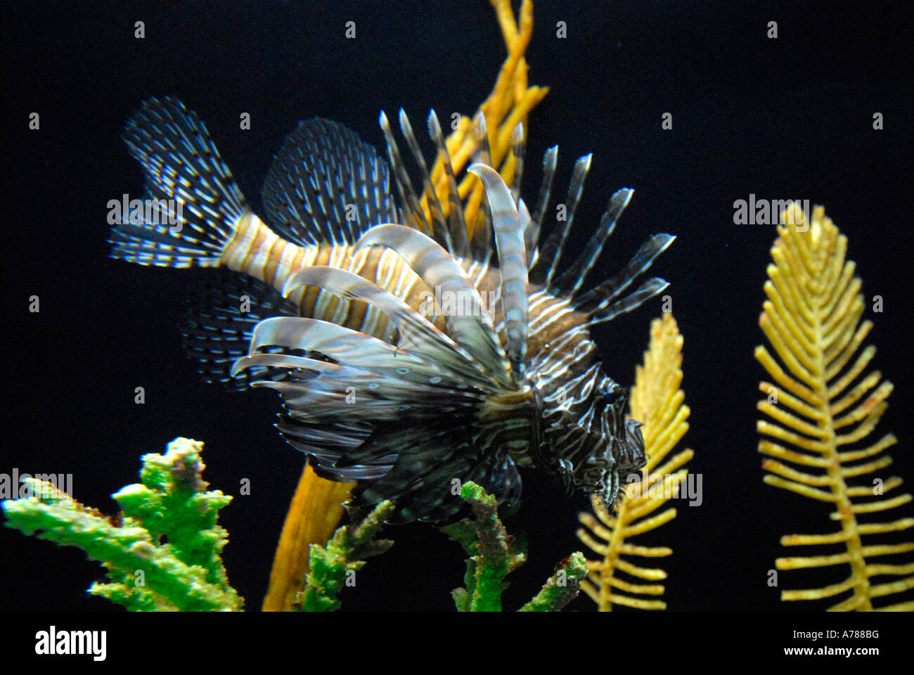 Living Coral and thousands of species of tropical fish Stock Photo - Alamy