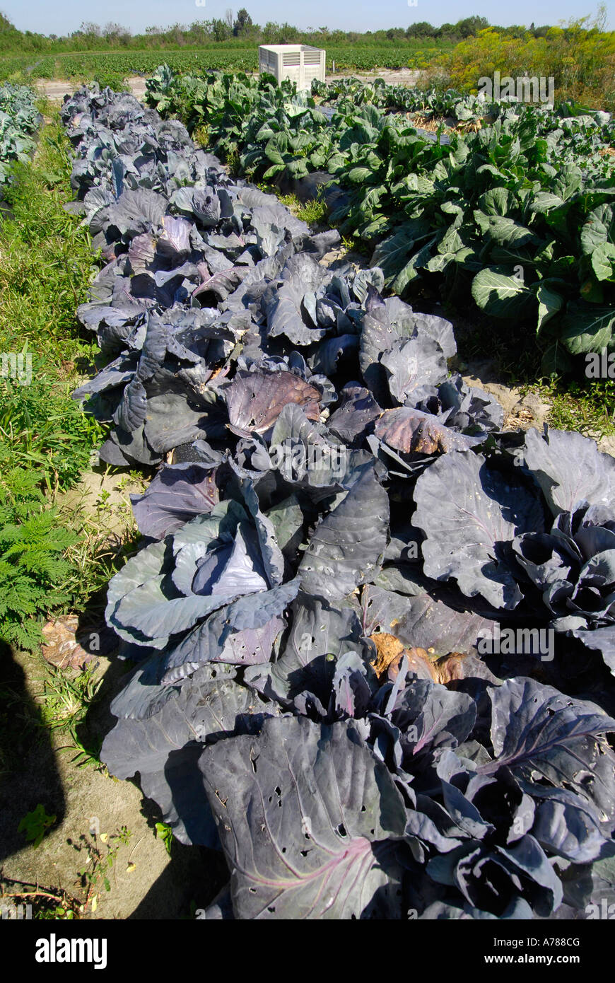 Cabbage Fresh Vegetable Produce and Fruit Truck Farming in Ruskin ...