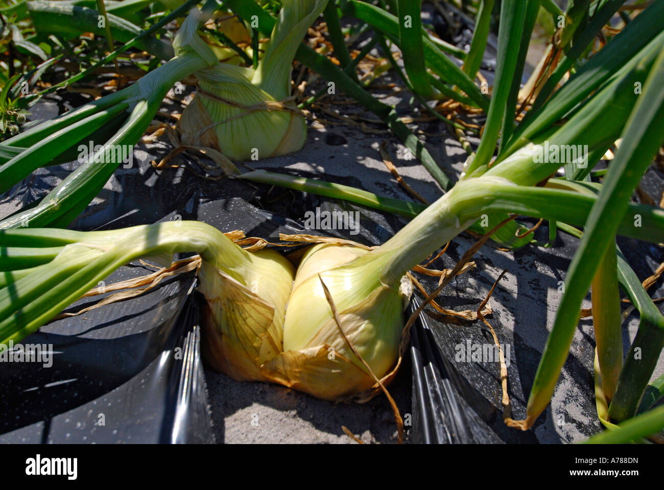 Fresh Onions Vegetable Produce and Fruit Truck Farming in Ruskin ...