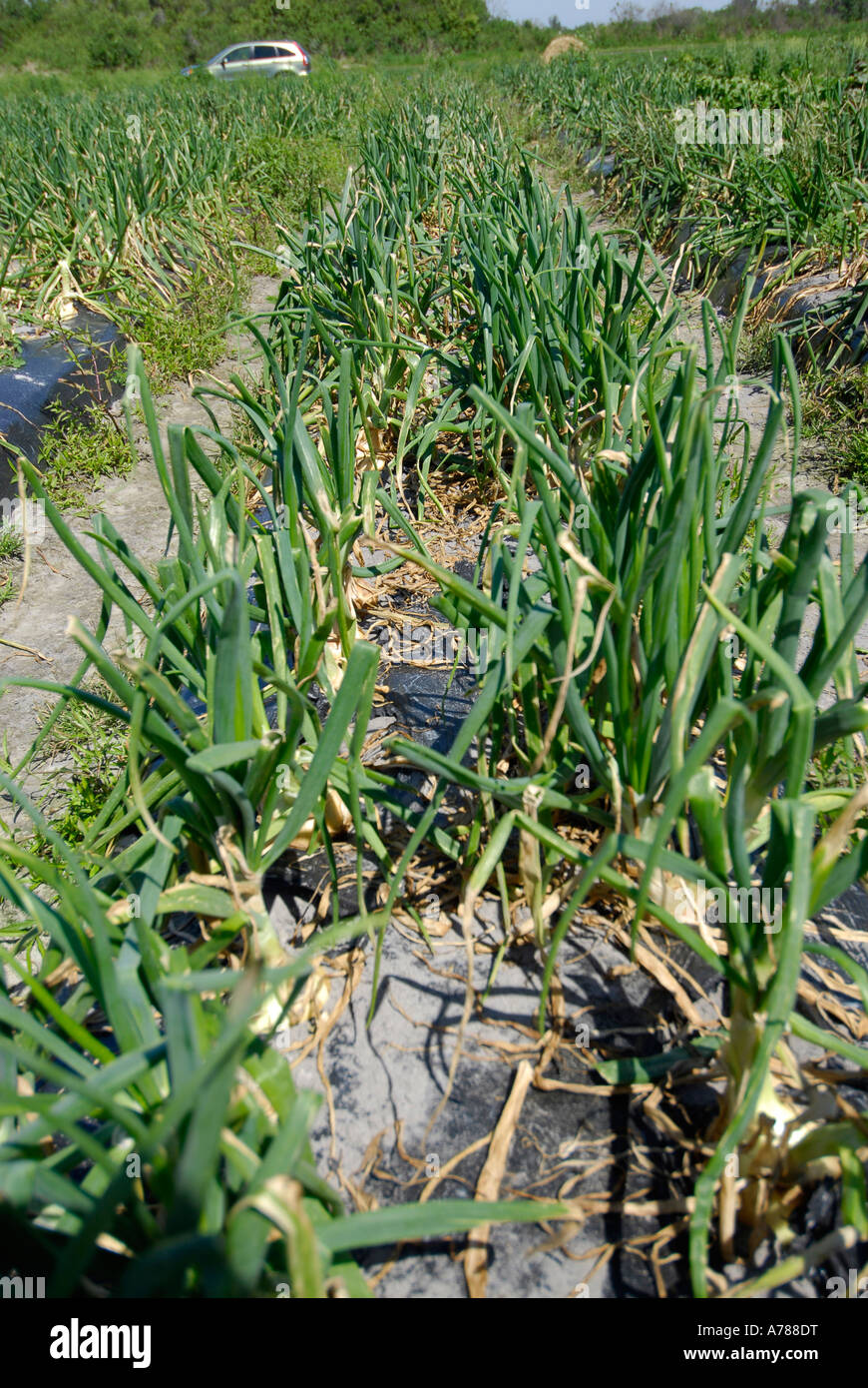 Fresh Onions Vegetable Produce and Fruit Truck Farming in Ruskin ...