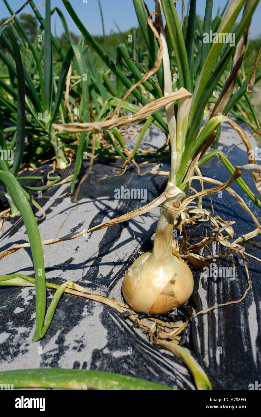 Fresh Onions Vegetable Produce and Fruit Truck Farming in Ruskin ...