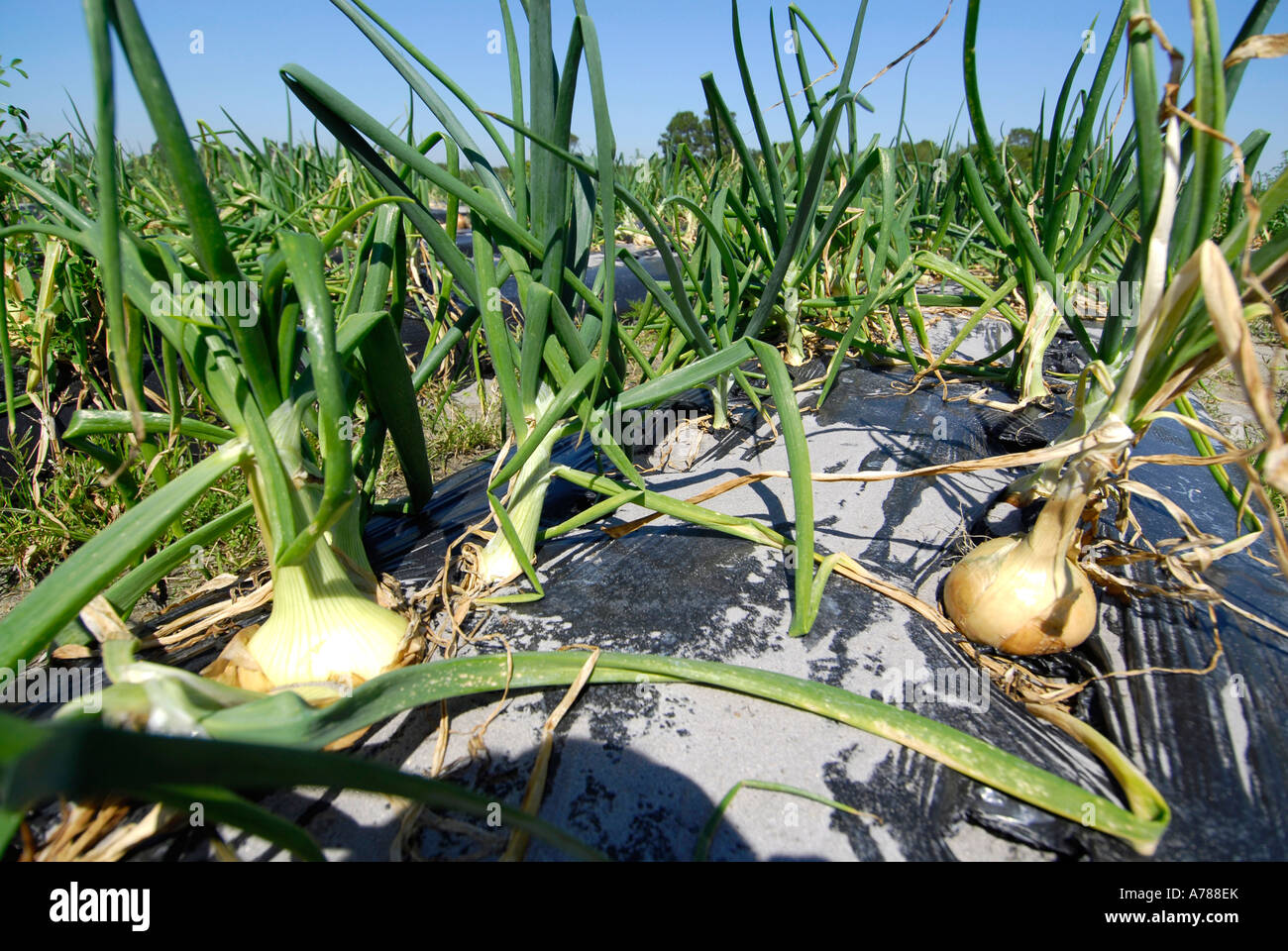 Fresh Onions Vegetable Produce and Fruit Truck Farming in Ruskin ...