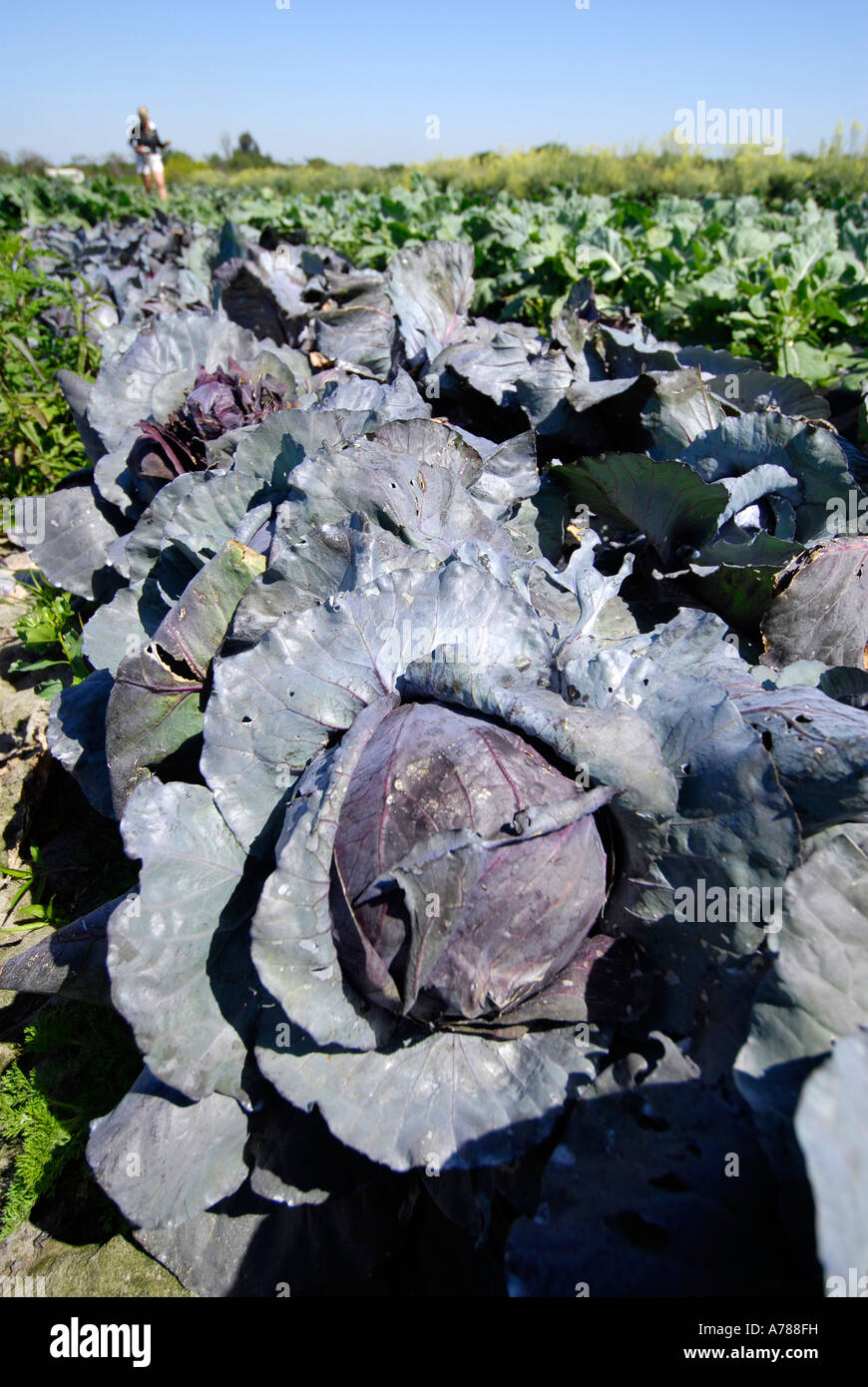 Cabbage Fresh Vegetable Produce and Fruit Truck Farming in Ruskin ...