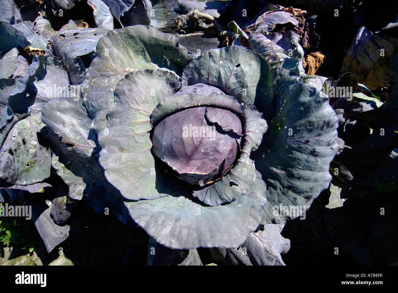 Cabbage Fresh Vegetable Produce and Fruit Truck Farming in Ruskin ...