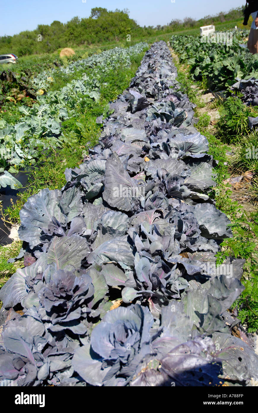 Cabbage Fresh Vegetable Produce and Fruit Truck Farming in Ruskin ...