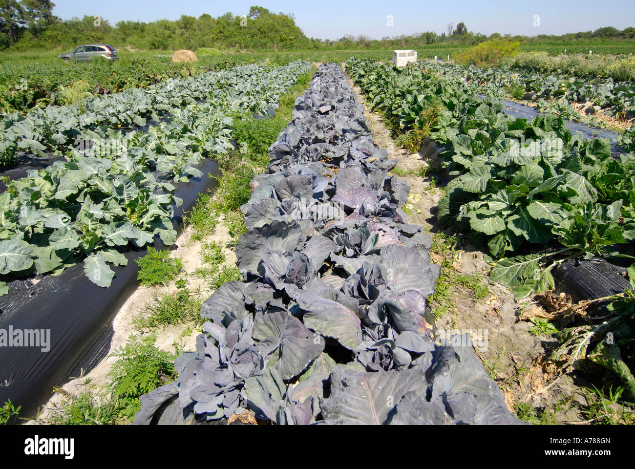 Cabbage Fresh Vegetable Produce and Fruit Truck Farming in Ruskin ...