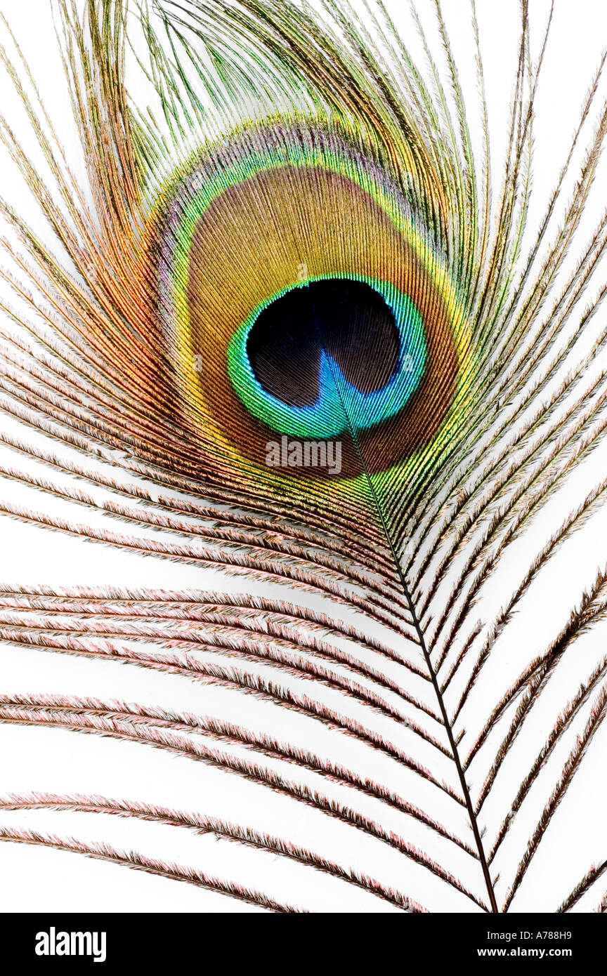 The peacock feather hi-res stock photography and images - Alamy