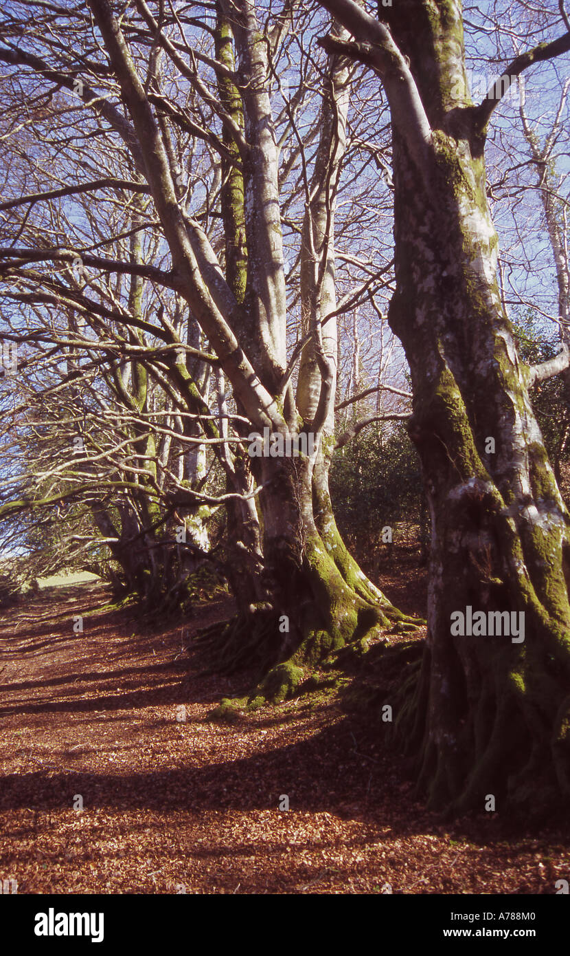Mature Beech trees along the line of an ancient hedgerow near Castle ...
