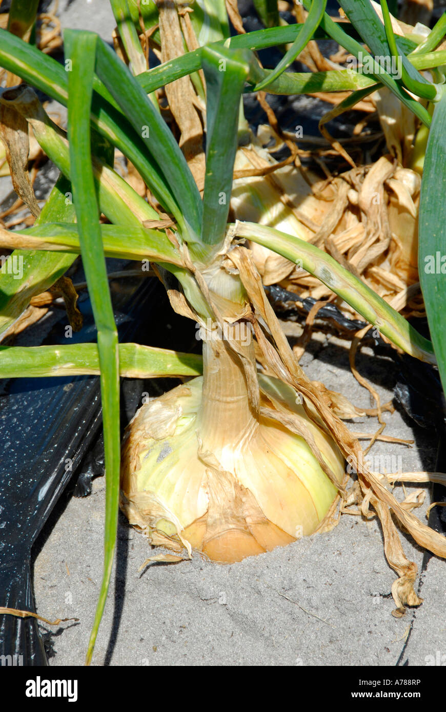 Fresh Onions Vegetable Produce and Fruit Truck Farming in Ruskin ...