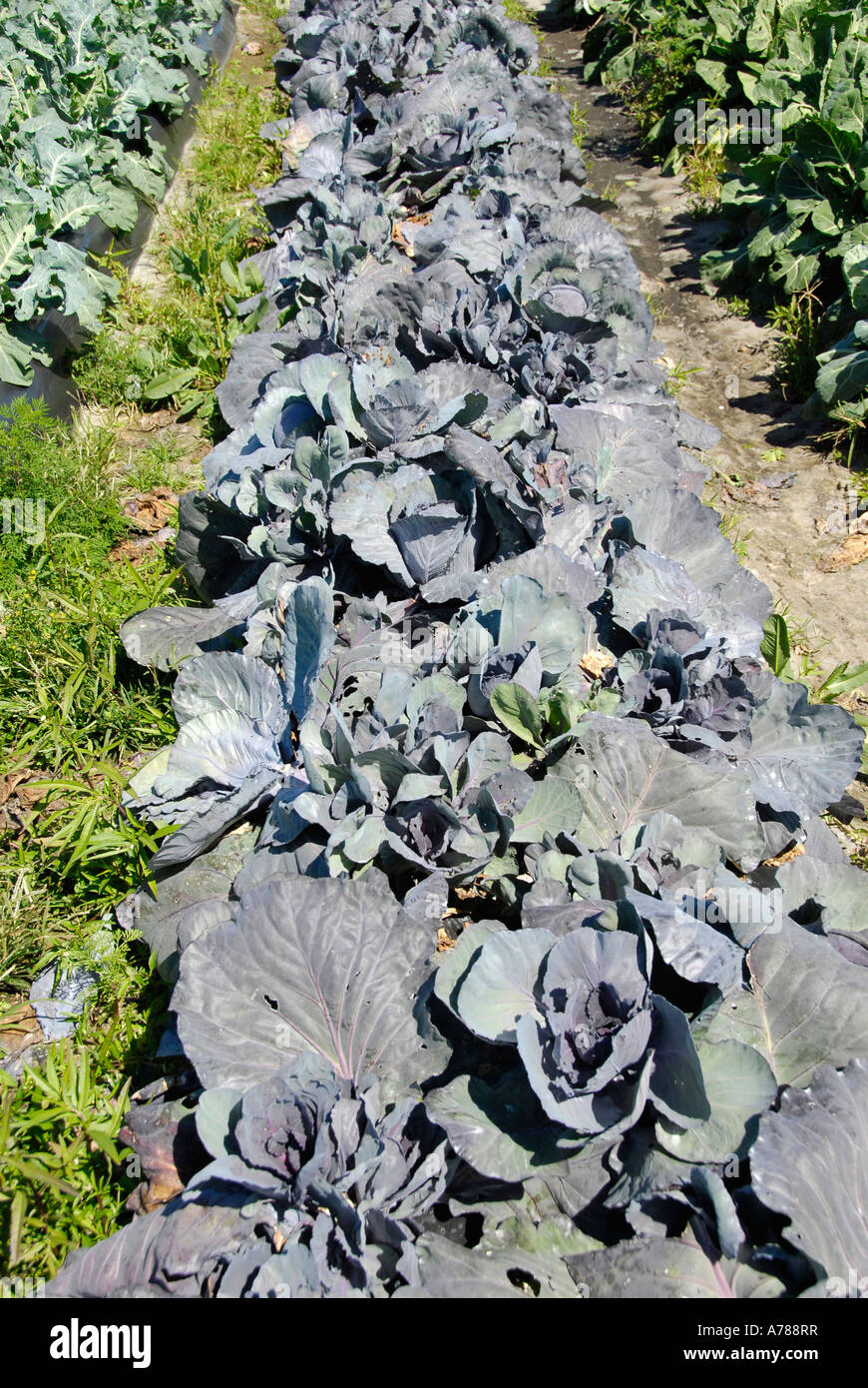 Cabbage Fresh Vegetable Produce and Fruit Truck Farming in Ruskin ...