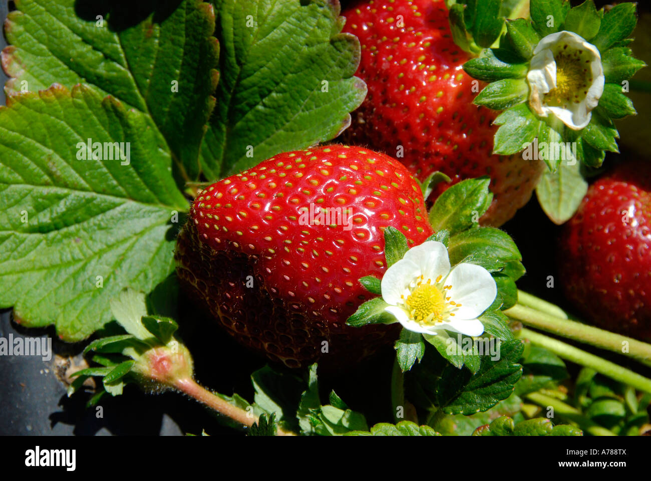 Strawberries Fresh Vegetable Produce and Fruit Truck Farming in Ruskin ...