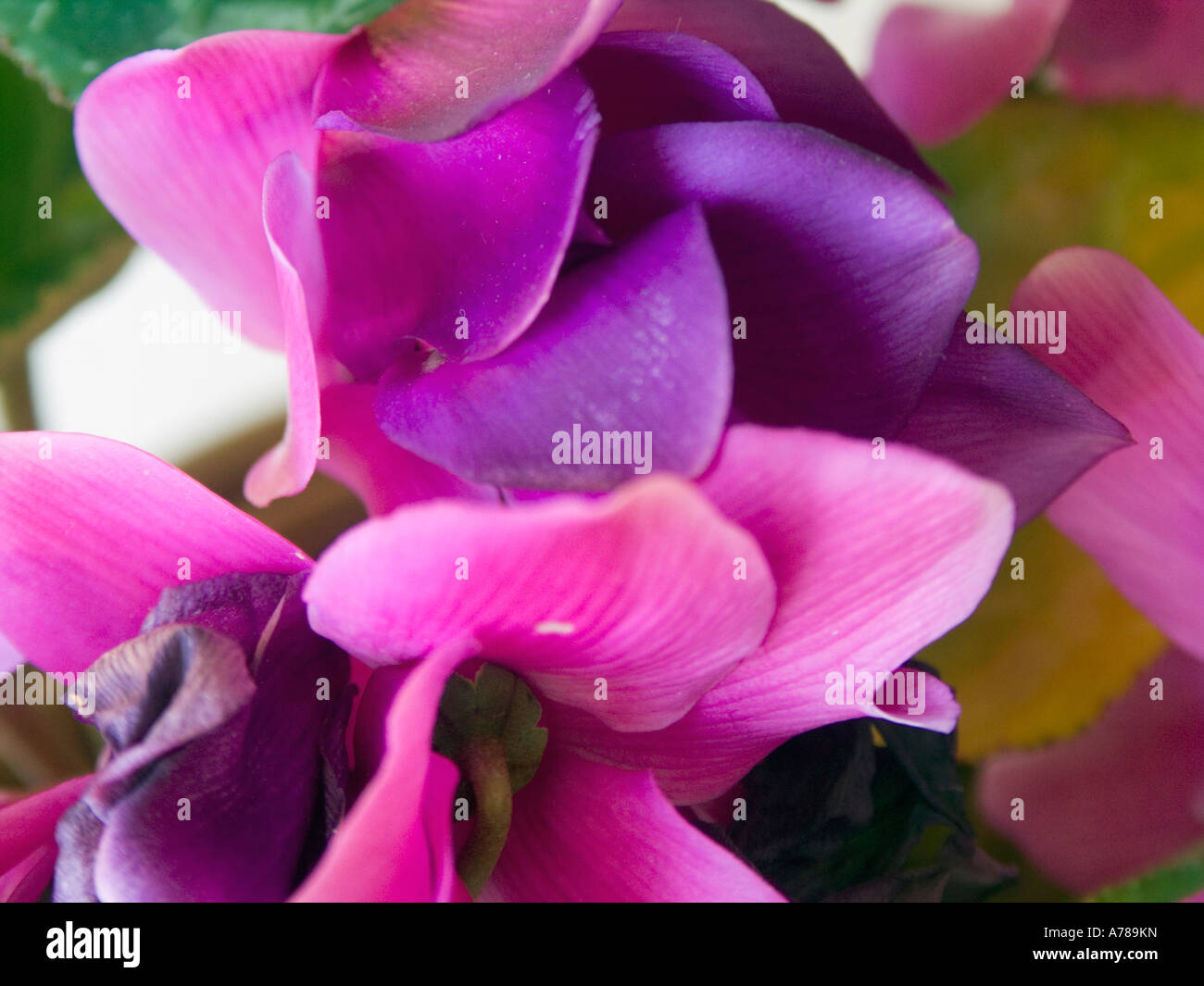 Cyclamen (Cyclamen cilicium), pink flower, closeup Stock Photo - Alamy