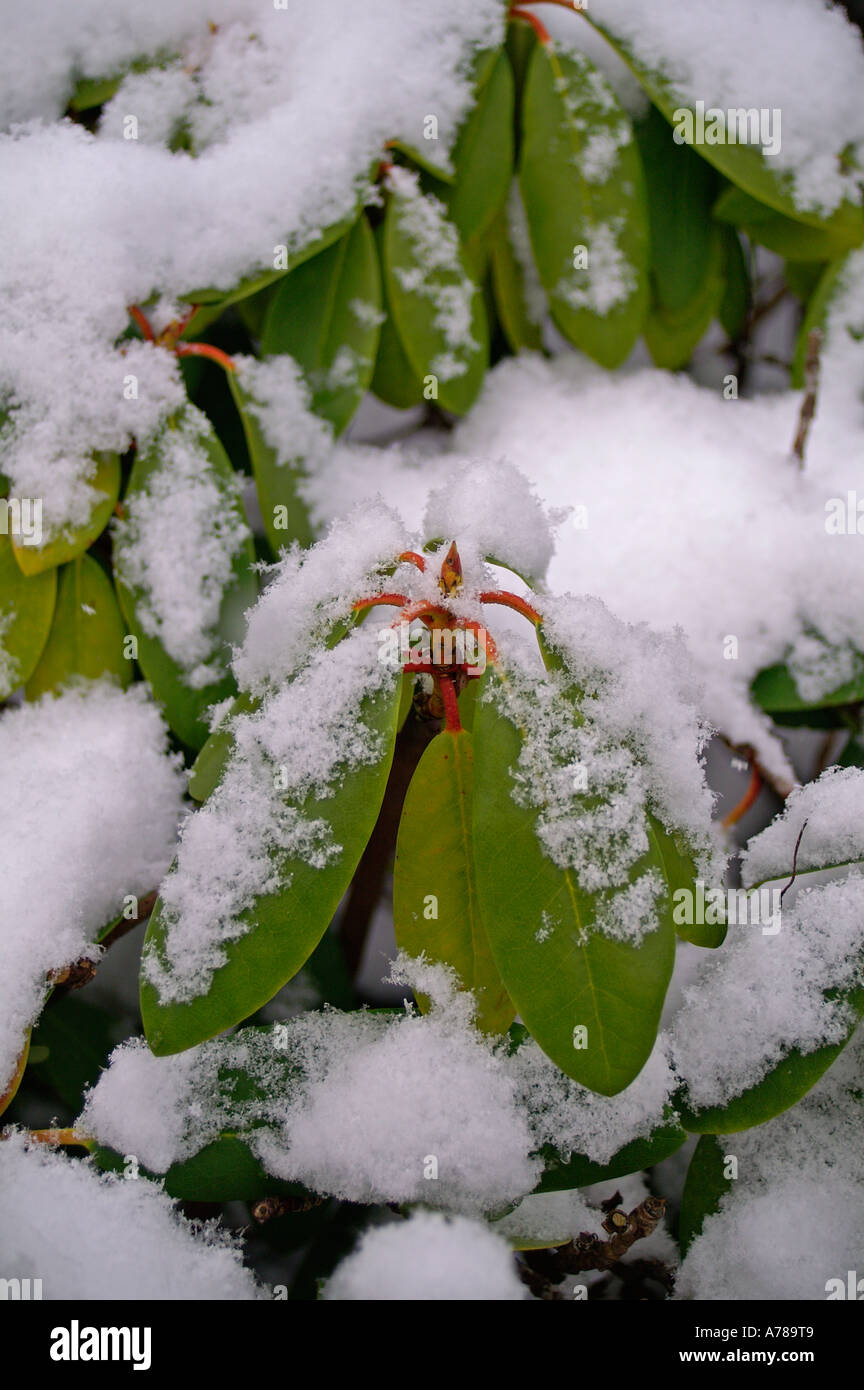 Snow on Rhododendron Stock Photo - Alamy