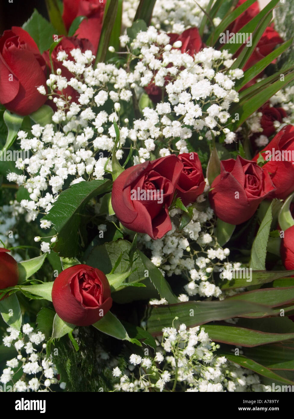 Roses and babys breath hi-res stock photography and images - Alamy